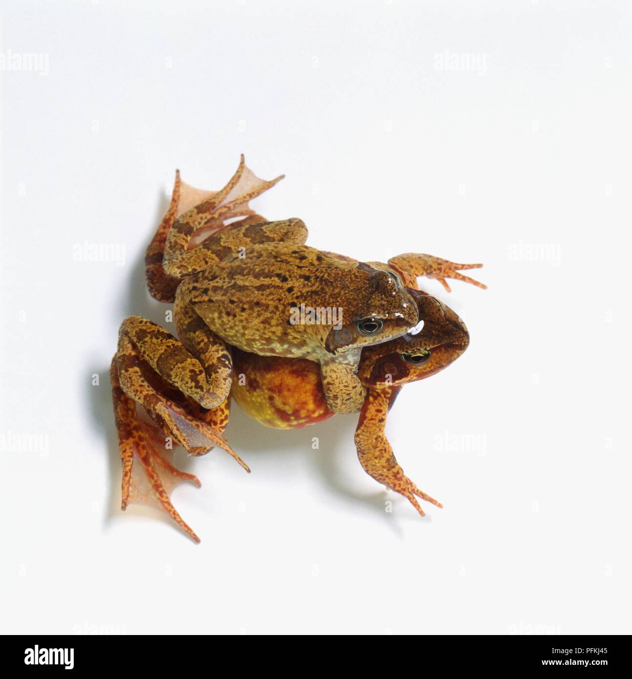 Common frogs (Rana temporaria), mating, view from above Stock Photo - Alamy