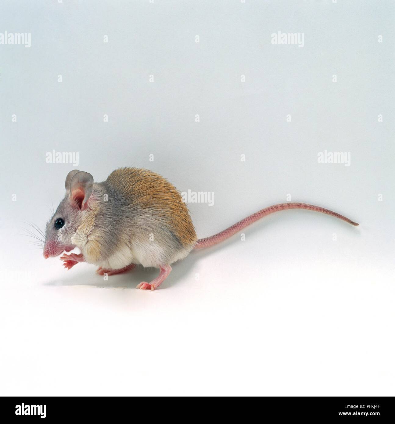 Gerbillus henleyi hi-res stock photography and images - Alamy