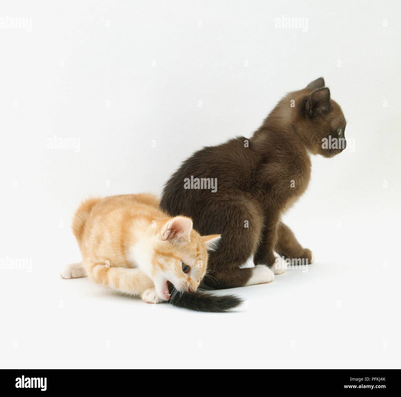Cat biting tail hi-res stock photography and images - Alamy