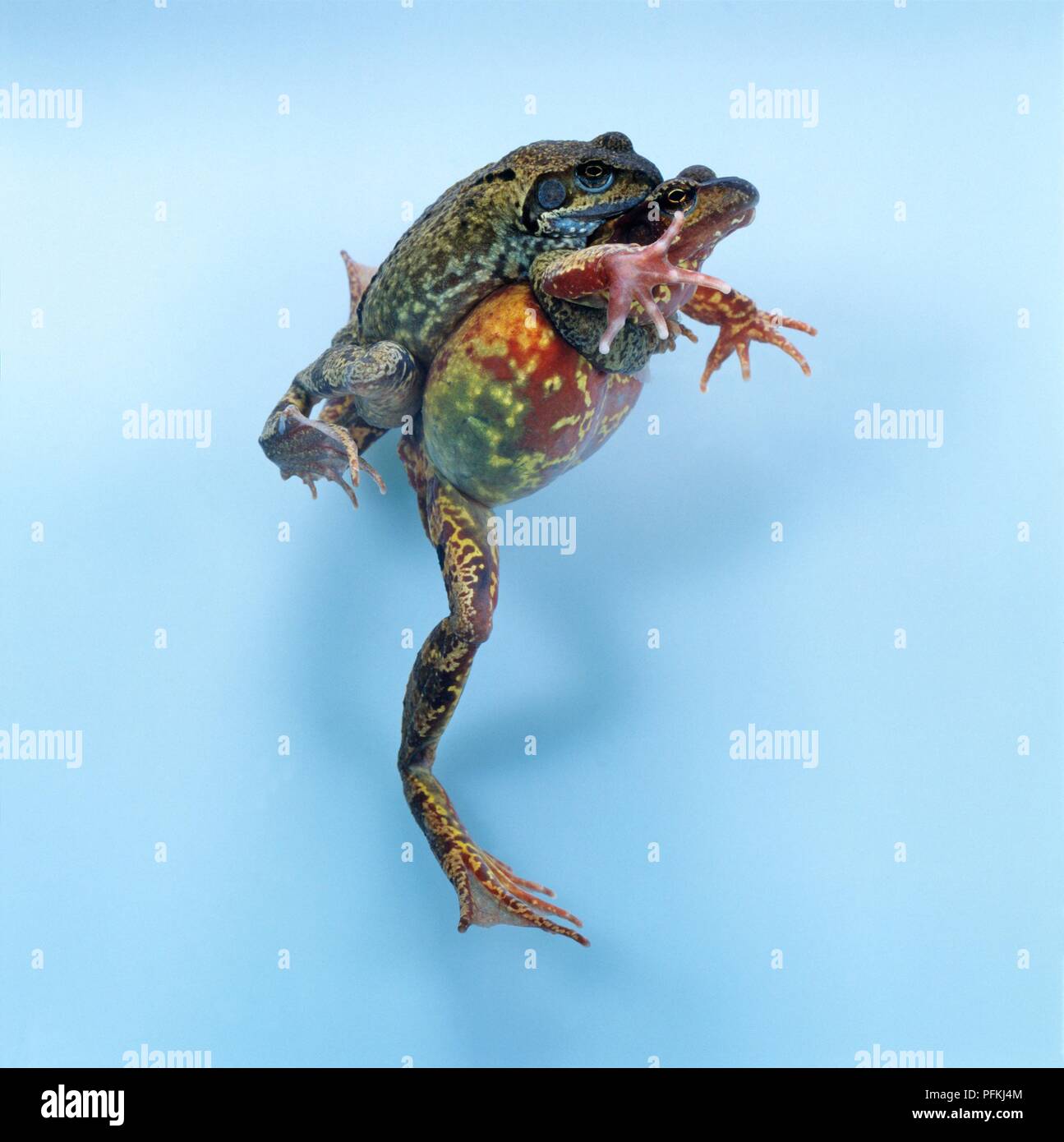 Common frogs (Rana temporaria), mating, side view Stock Photo - Alamy