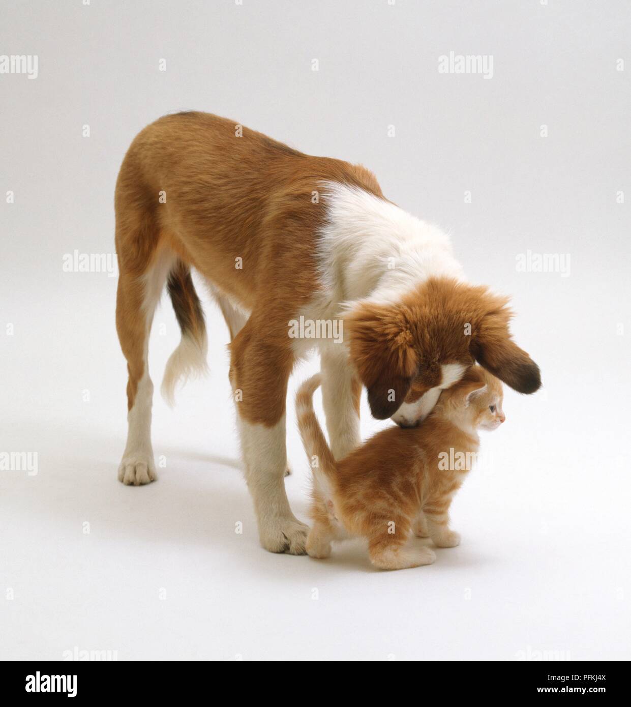 Ginger dog hi-res stock photography and images - Alamy