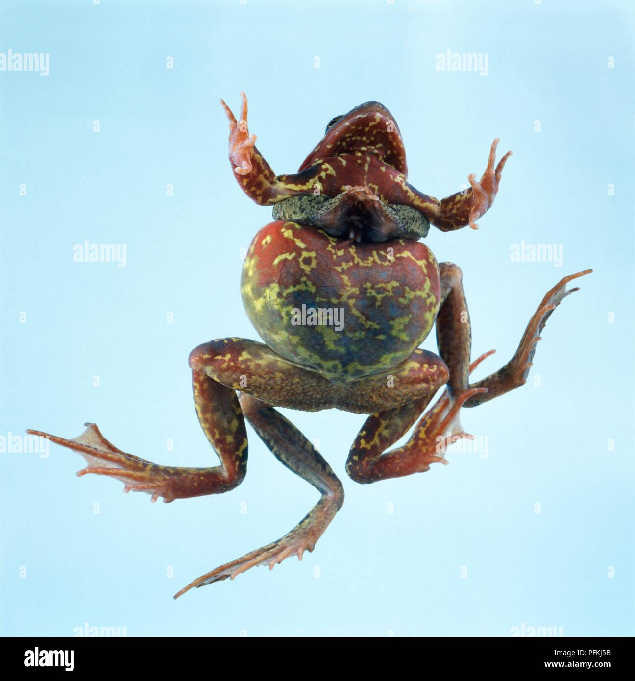 Common frogs (Rana temporaria), mating, view from below Stock Photo - Alamy