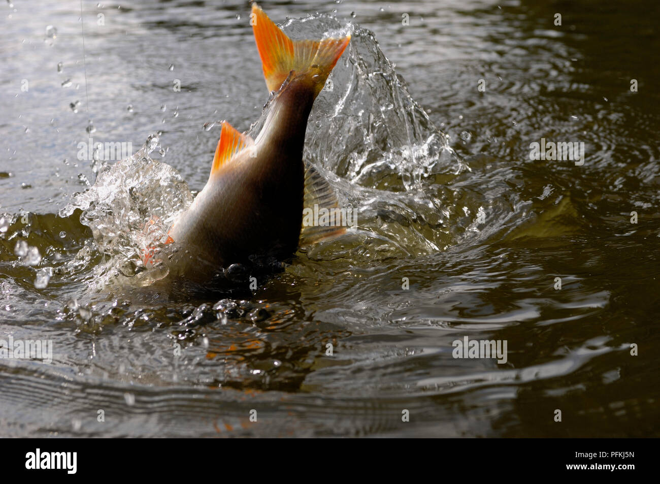 Thrashing the water hi-res stock photography and images - Alamy