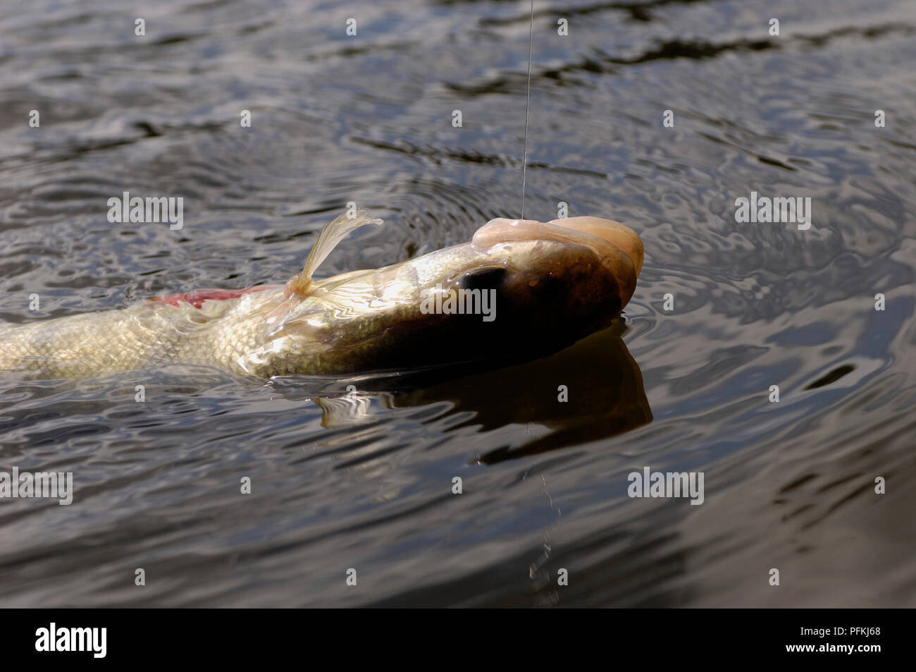 Head above water hi-res stock photography and images - Alamy