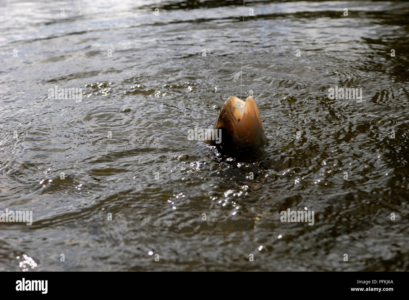 Freshwater fish being pulled out of water, close-up Stock Photo - Alamy