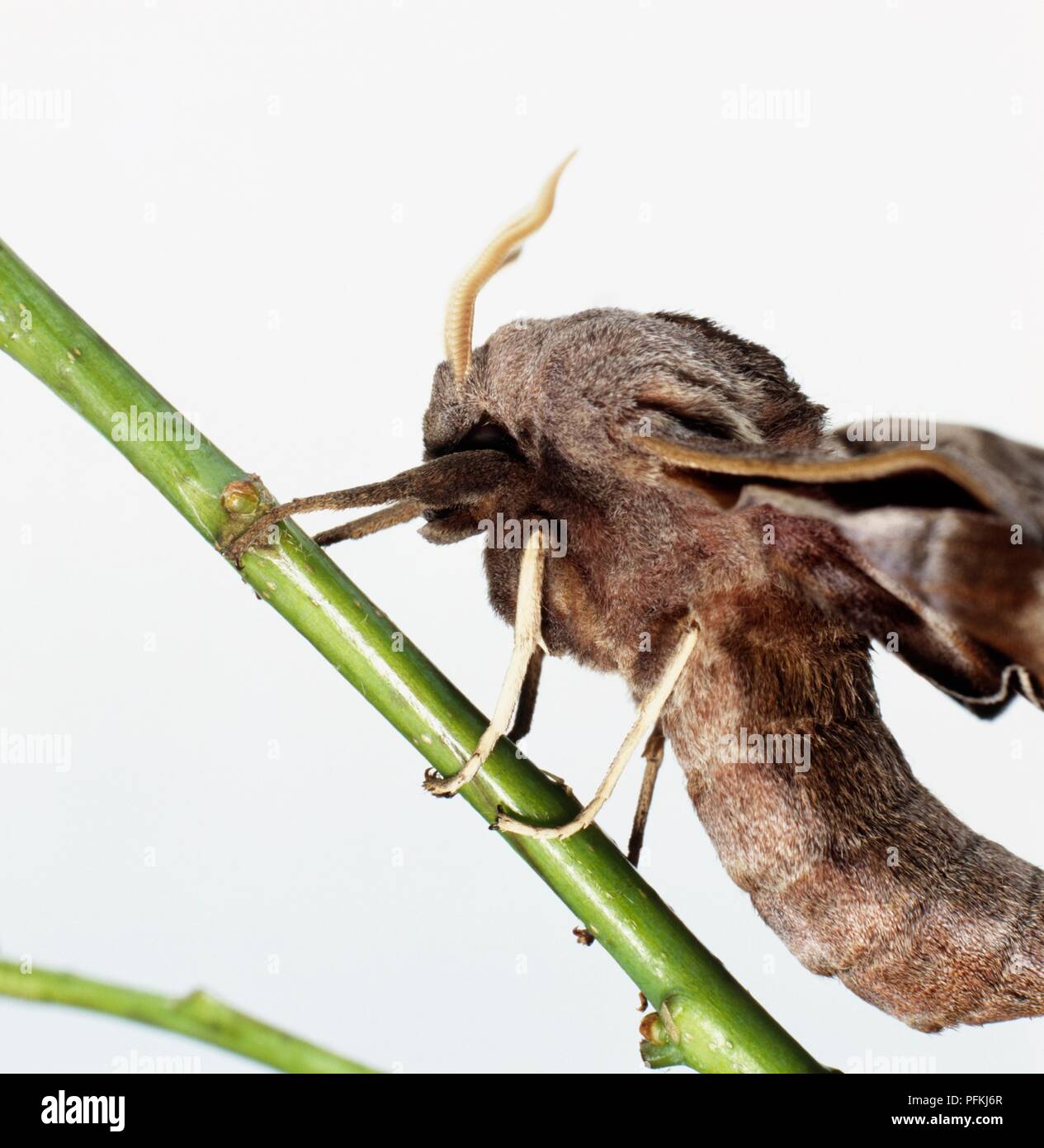 Moth extreme close hi-res stock photography and images - Alamy