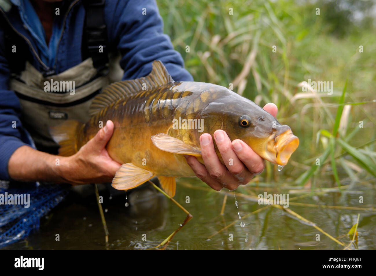 Man's hands holding carp, close-up Stock Photo - Alamy