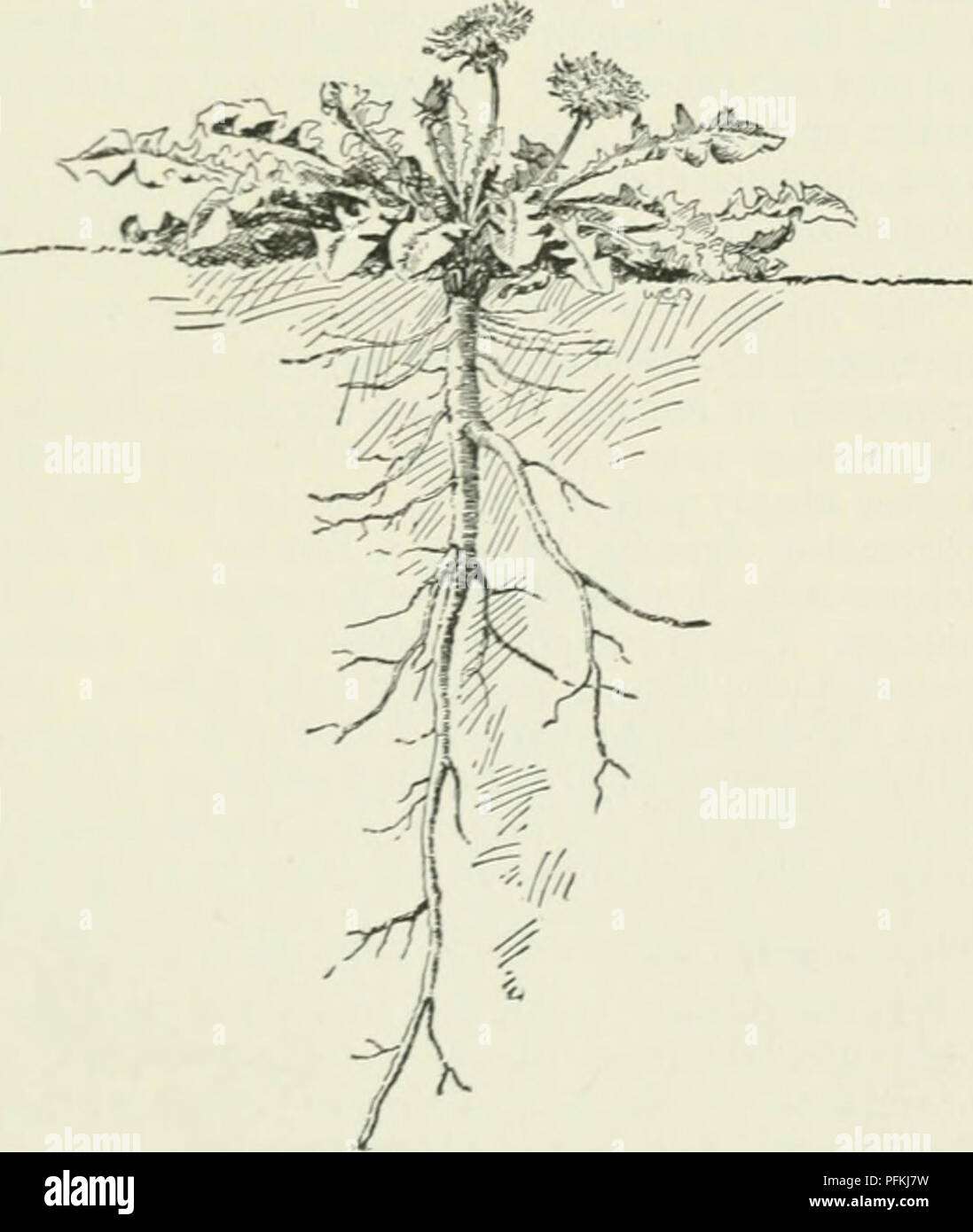 . Cyclopedia of farm crops : a popular survey of crops and crop-making ...