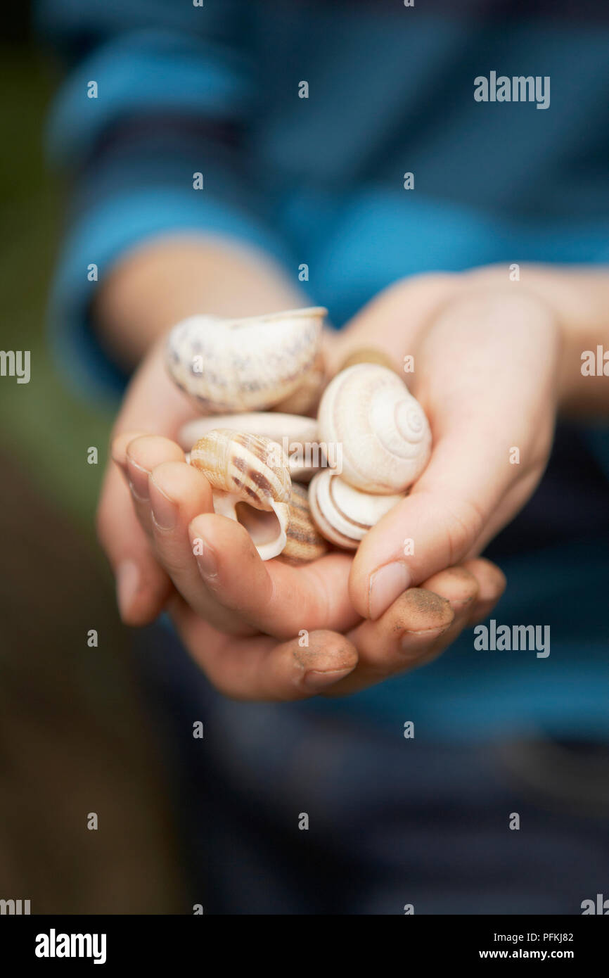 Boy holding collection of snail shells in cupped hands, close-up Stock ...