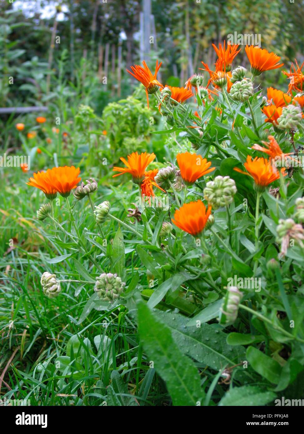 Bight orange Tagetes (Marigold) flowers and wildflowers growing in ...