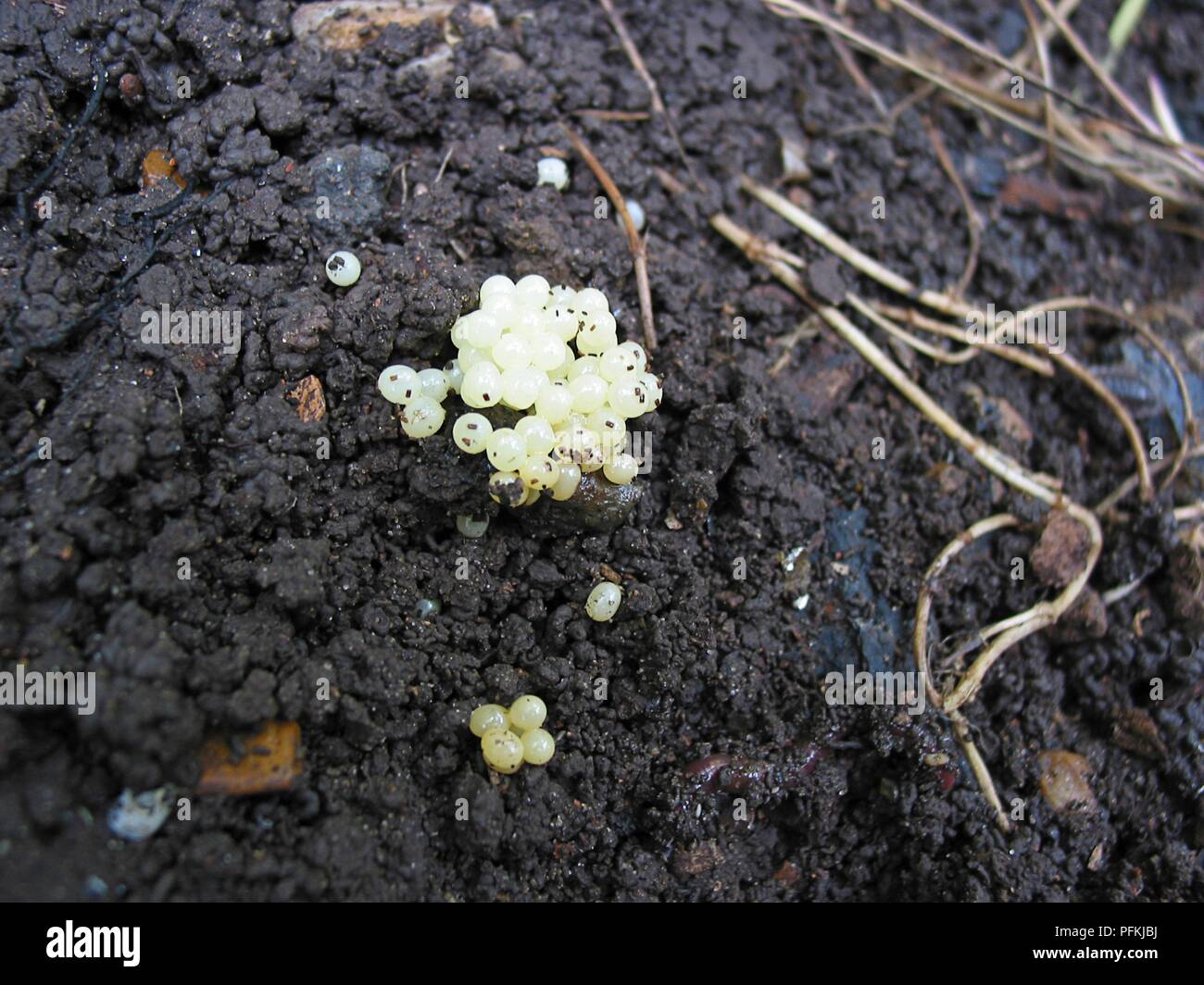 Snail eggs soil hi-res stock photography and images - Alamy