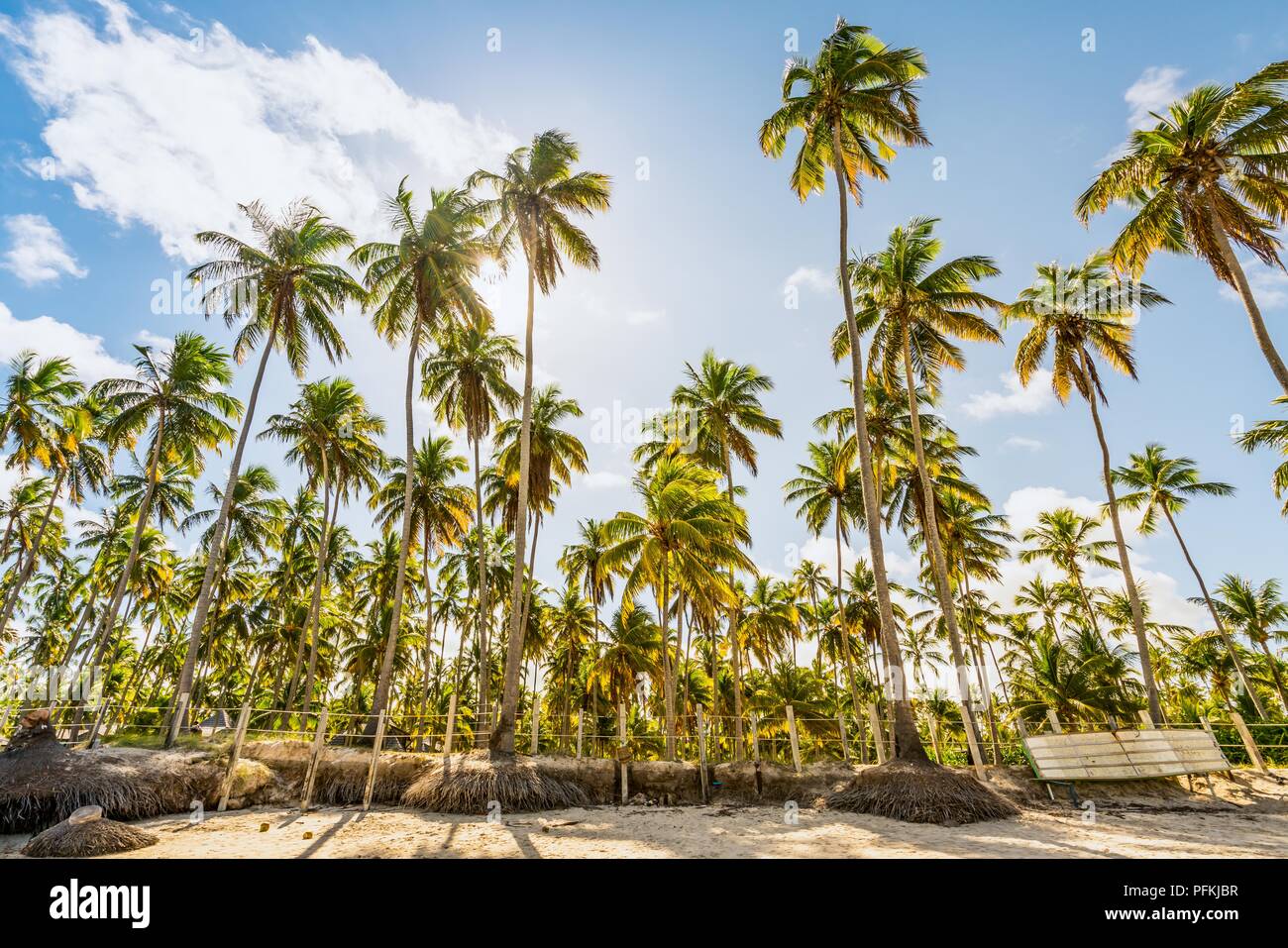 Palm Trees Brazil 788 Brazilian Palm Tree Stock Photos, High Res