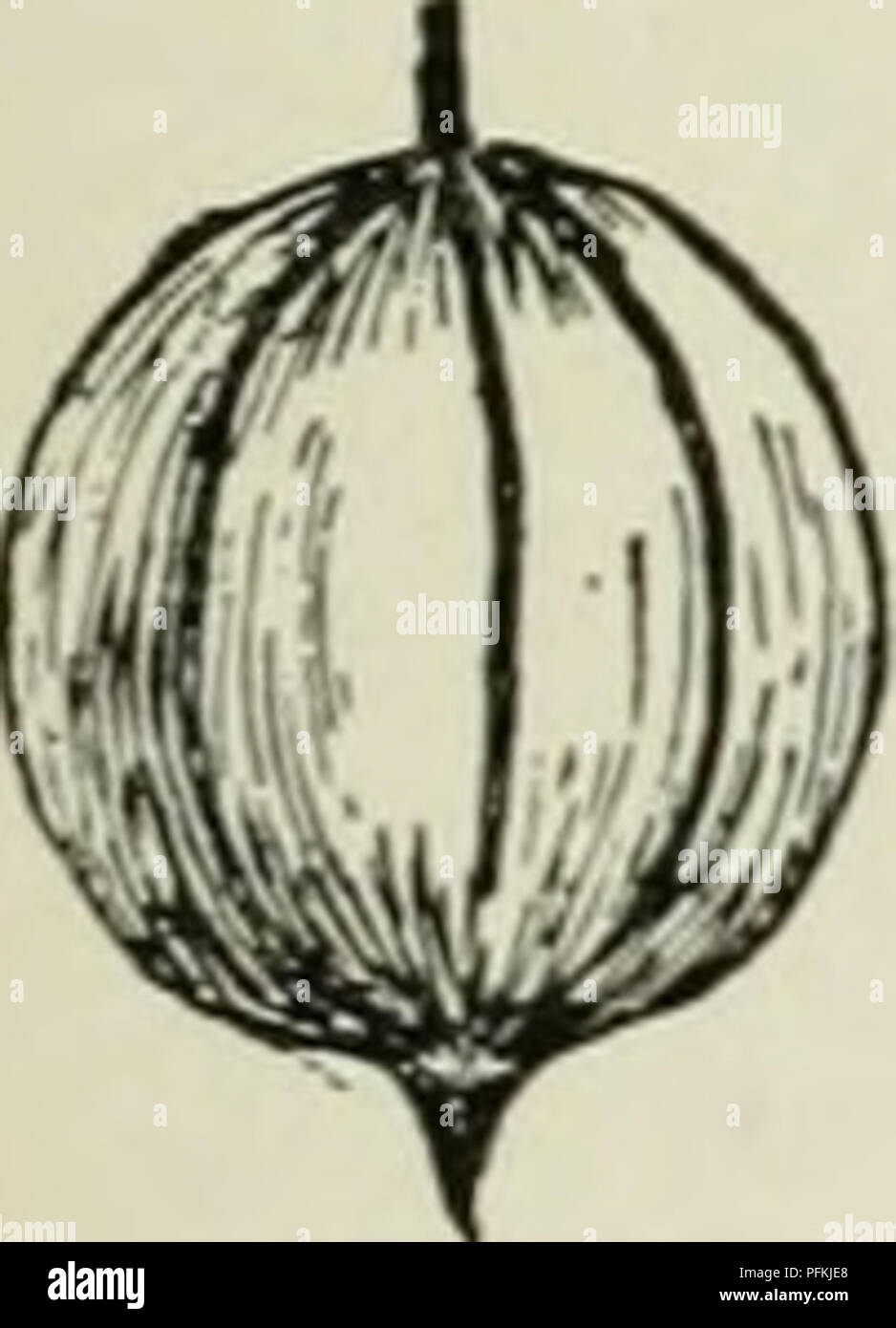 Lancashire lad gooseberry hi-res stock photography and images - Alamy