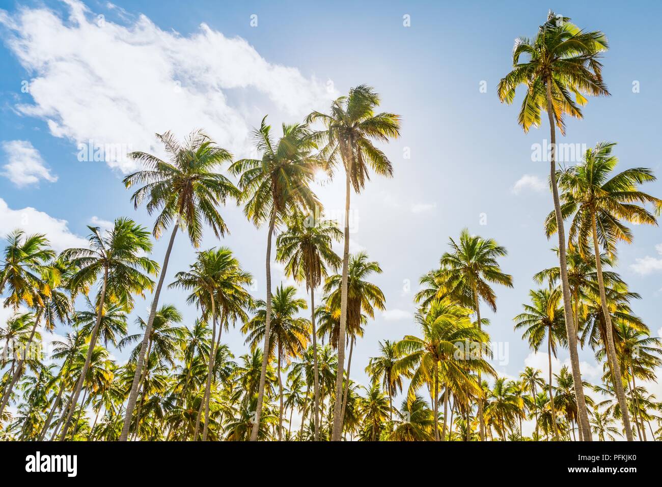 Beautiful coconut palm trees in a paradise tropical beach in Brazil ...