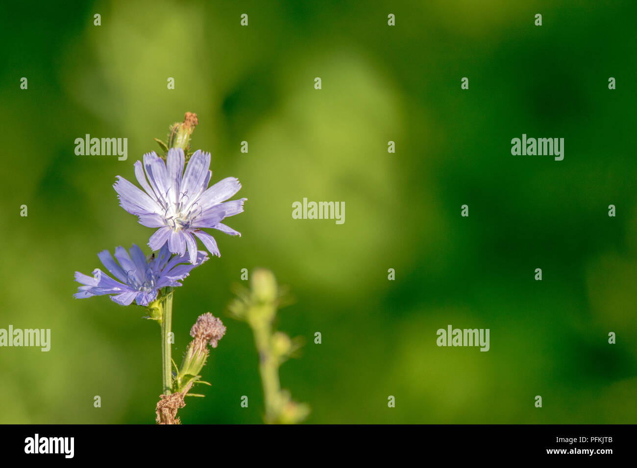 an image of a beautiful blue field flower of chicory in a field Stock ...