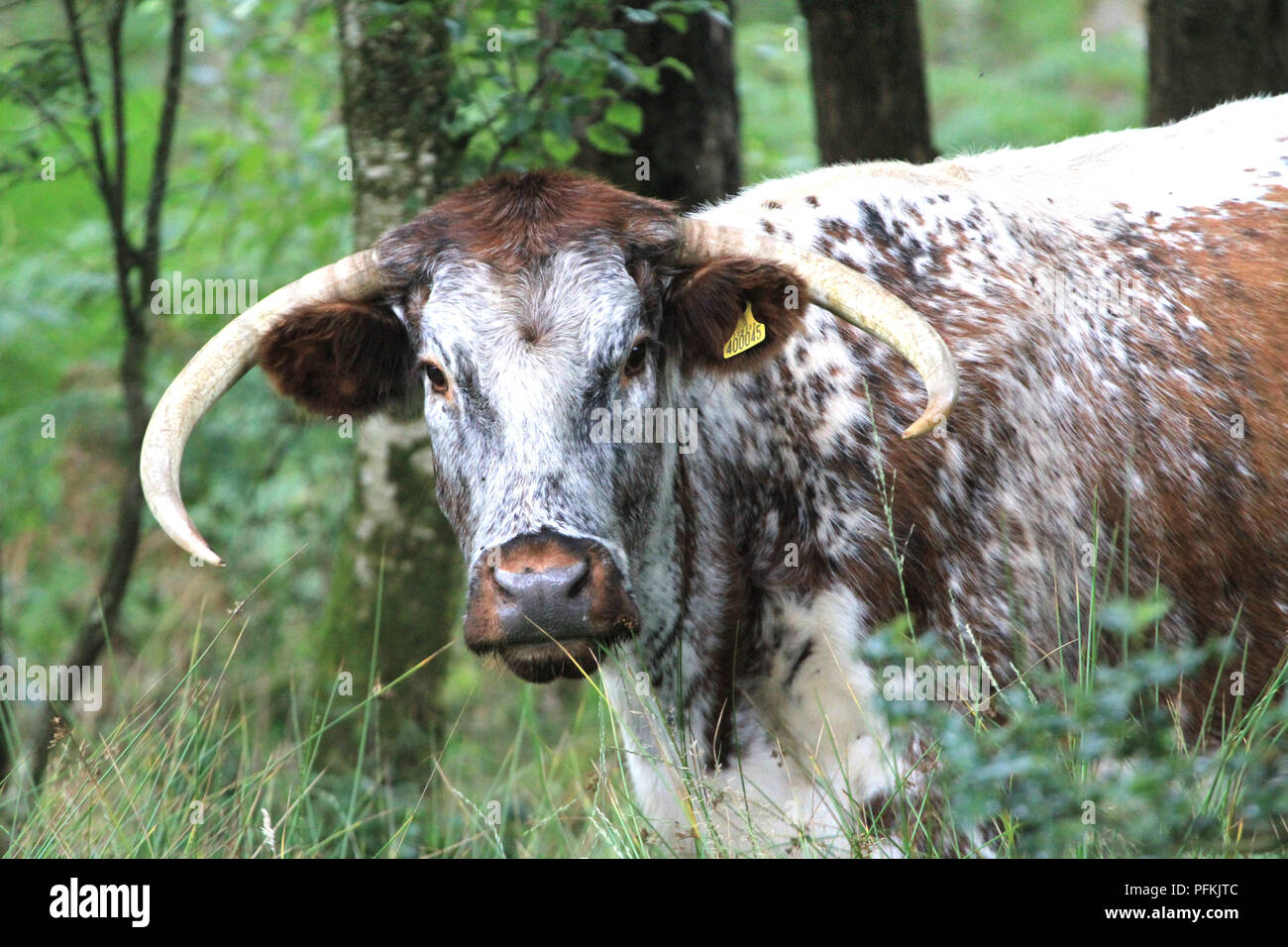 English Longhorn Cattle Stock Photo - Alamy