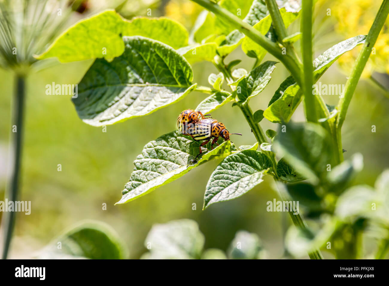 Colorado beetles hi-res stock photography and images - Alamy