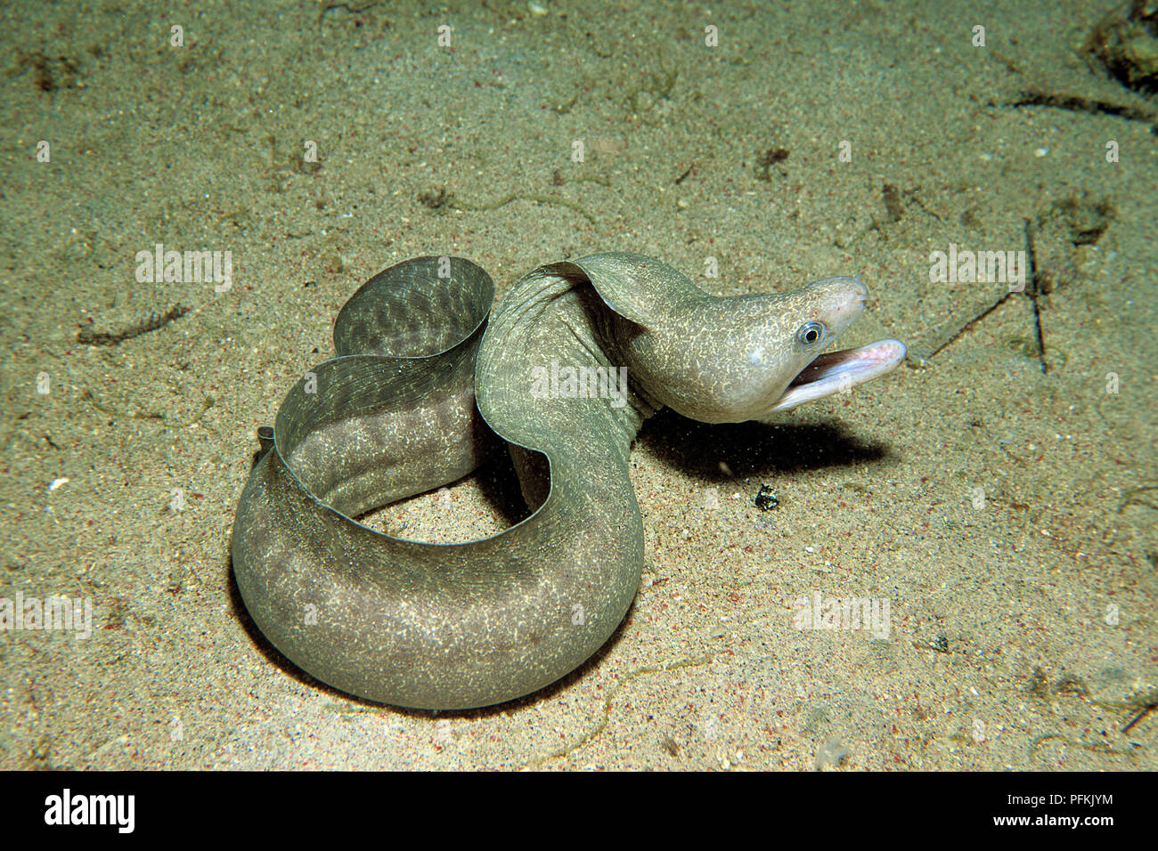 Moray eel (Muraenidae), laying on sea bed, Sabang Beach, Puerto Galera ...