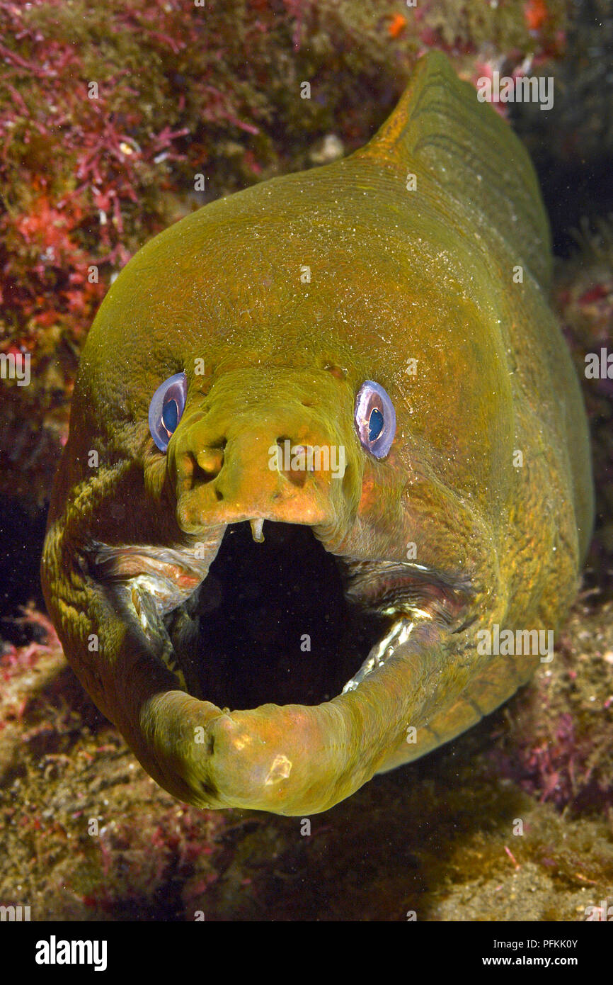 Pacific island eel hi-res stock photography and images - Alamy