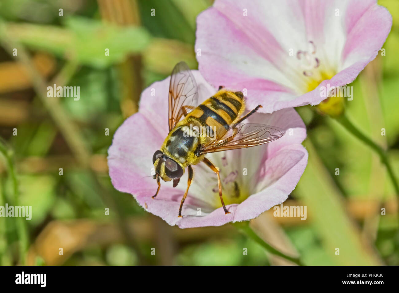 'Batman' Hoverfly (Myathropa florea) feeding on field bindweed Stock ...