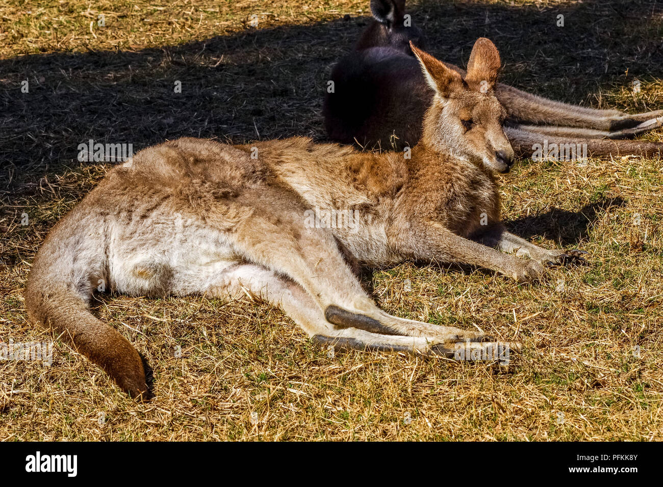 Kangaroos resting on the ground, basking in the sun Stock Photo - Alamy