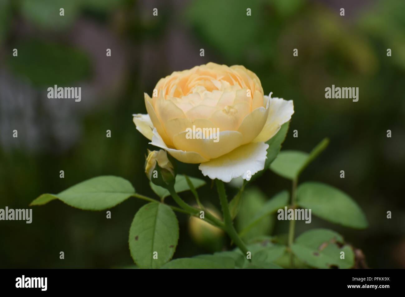 Gorgeous Blooming Yellow Rose In the Spring Stock Photo - Alamy