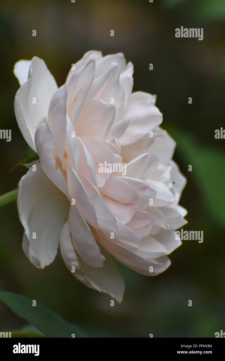 Gorgeous Image of a White Rose in Full Bloom Stock Photo - Alamy
