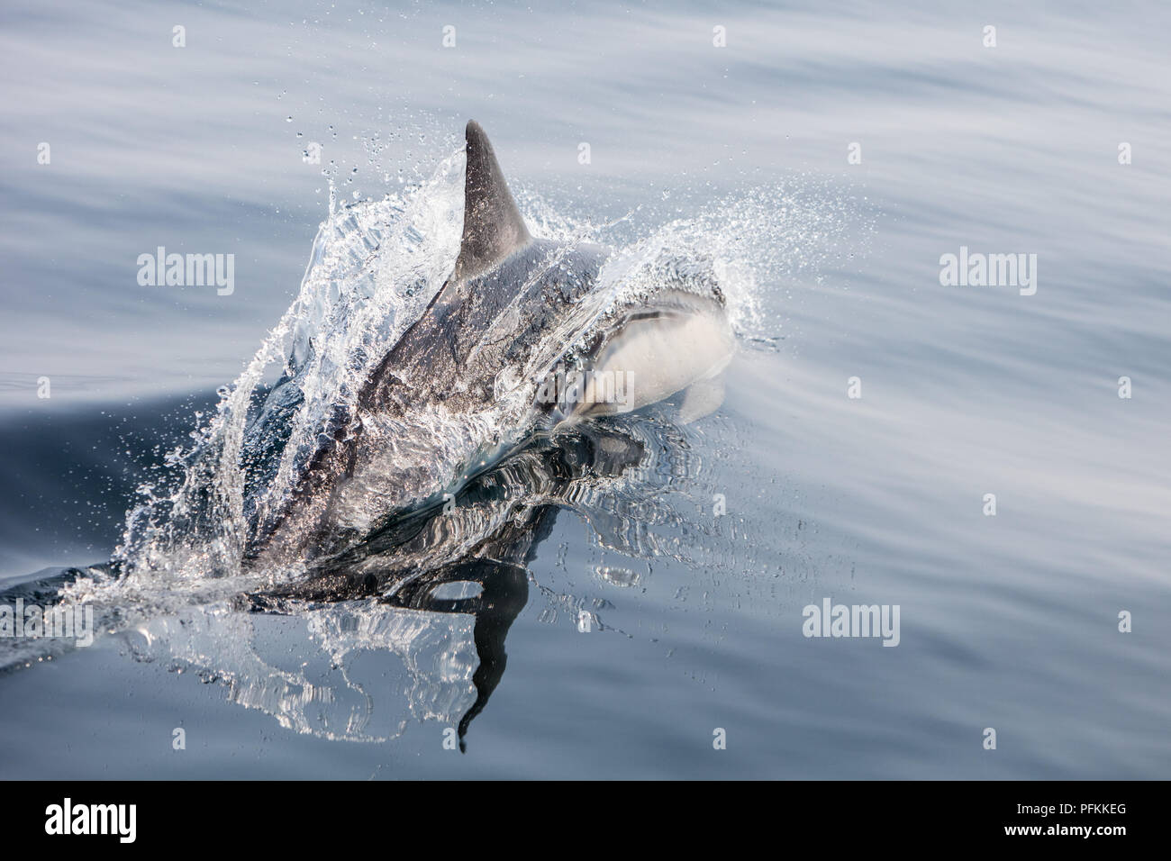An agile Short-Beaked Common dolphin, Delphinus delphis, swims in the ...