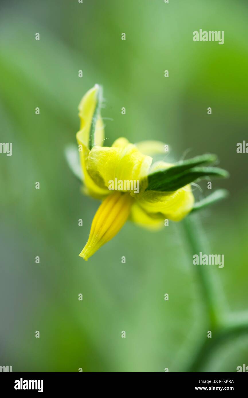 Tomato plant flower showing yellow sigma Stock Photo - Alamy