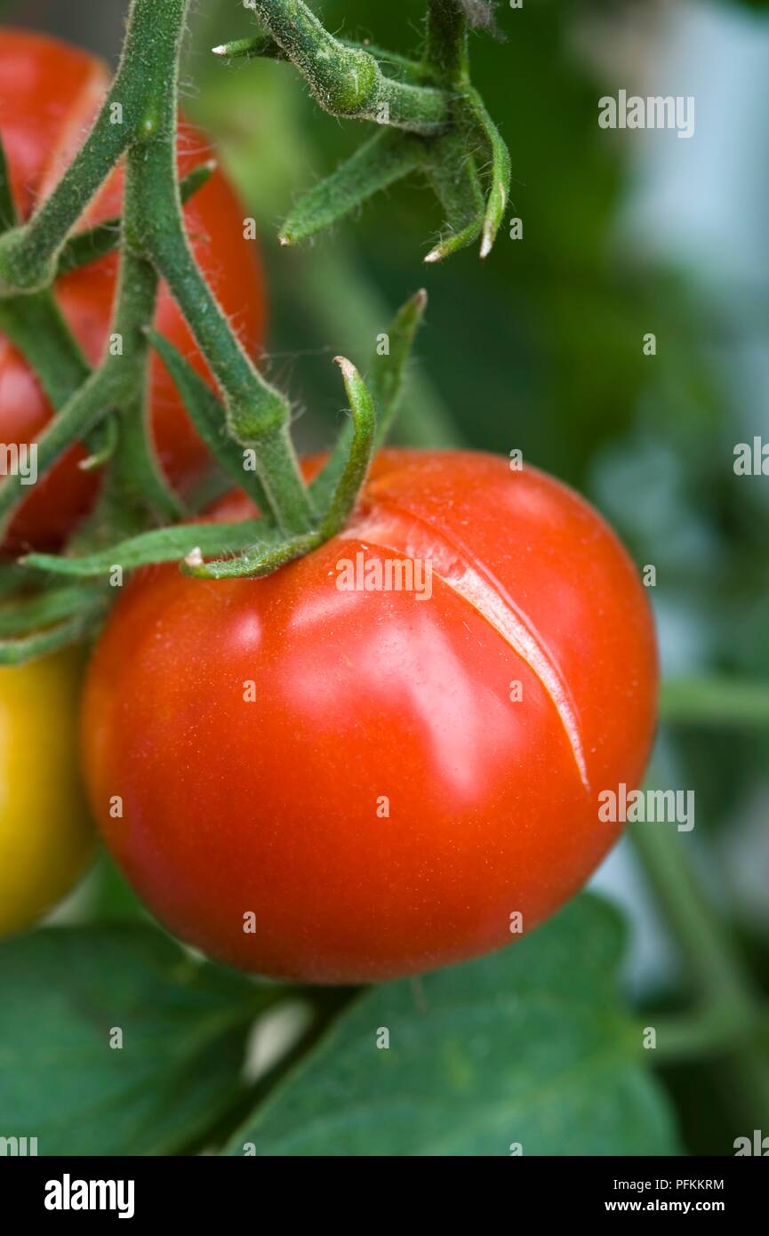 Split tomato skin hi-res stock photography and images - Alamy
