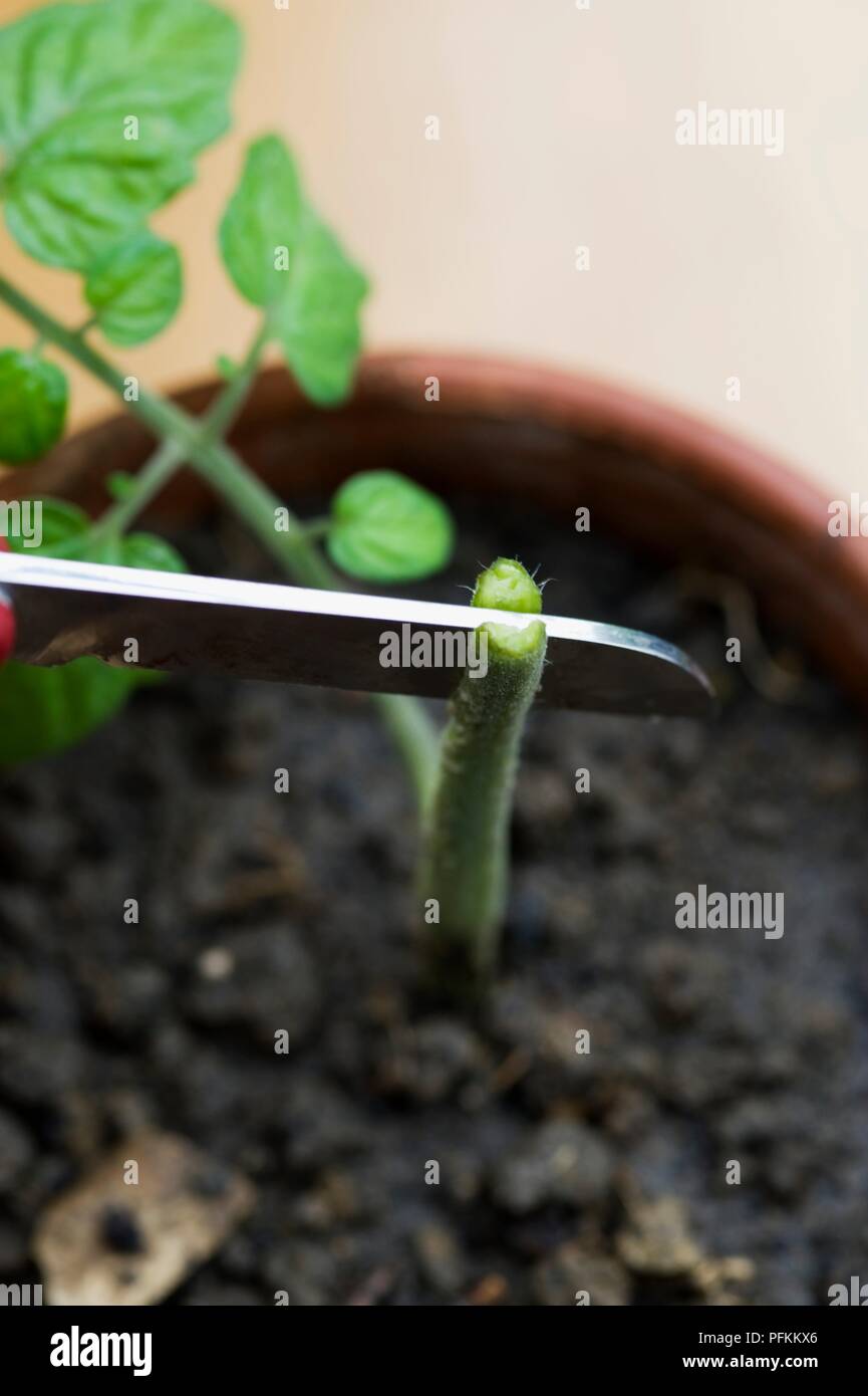 Using sharp knife to make vertical cut in rootstock stem of tomato ...