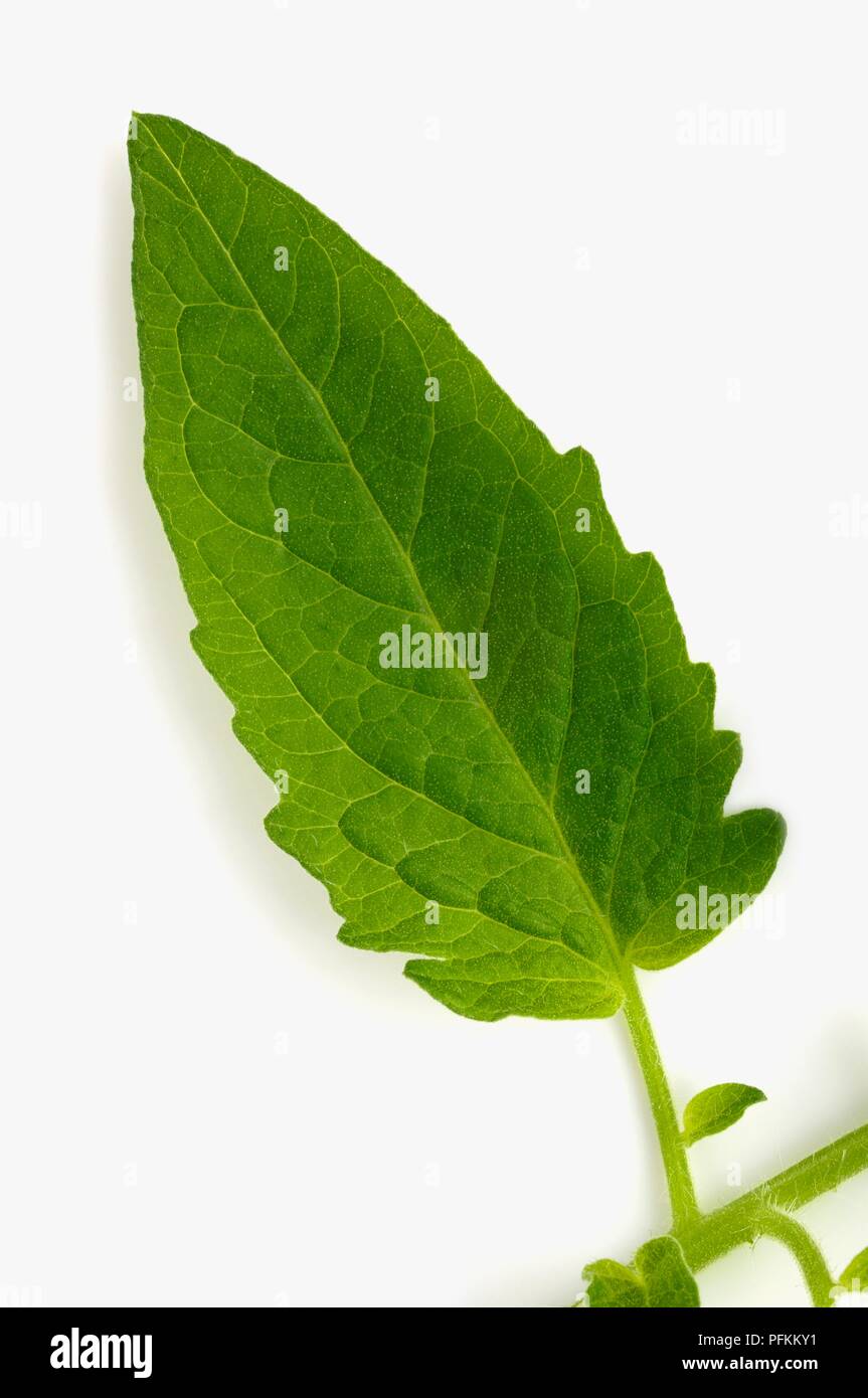 Green serrated tomato leaf Stock Photo - Alamy