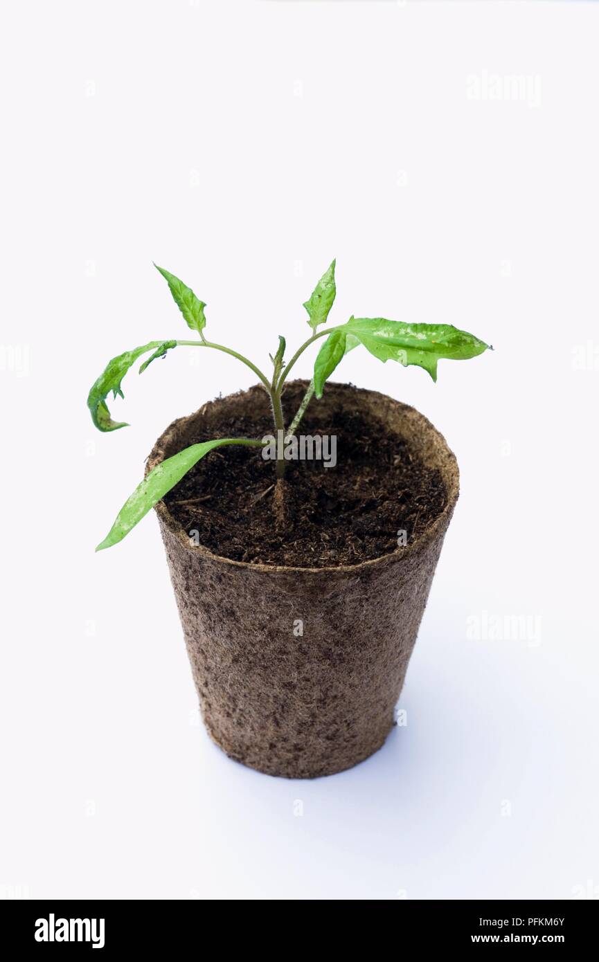 Tomato plantlet in biodegradable pot Stock Photo - Alamy