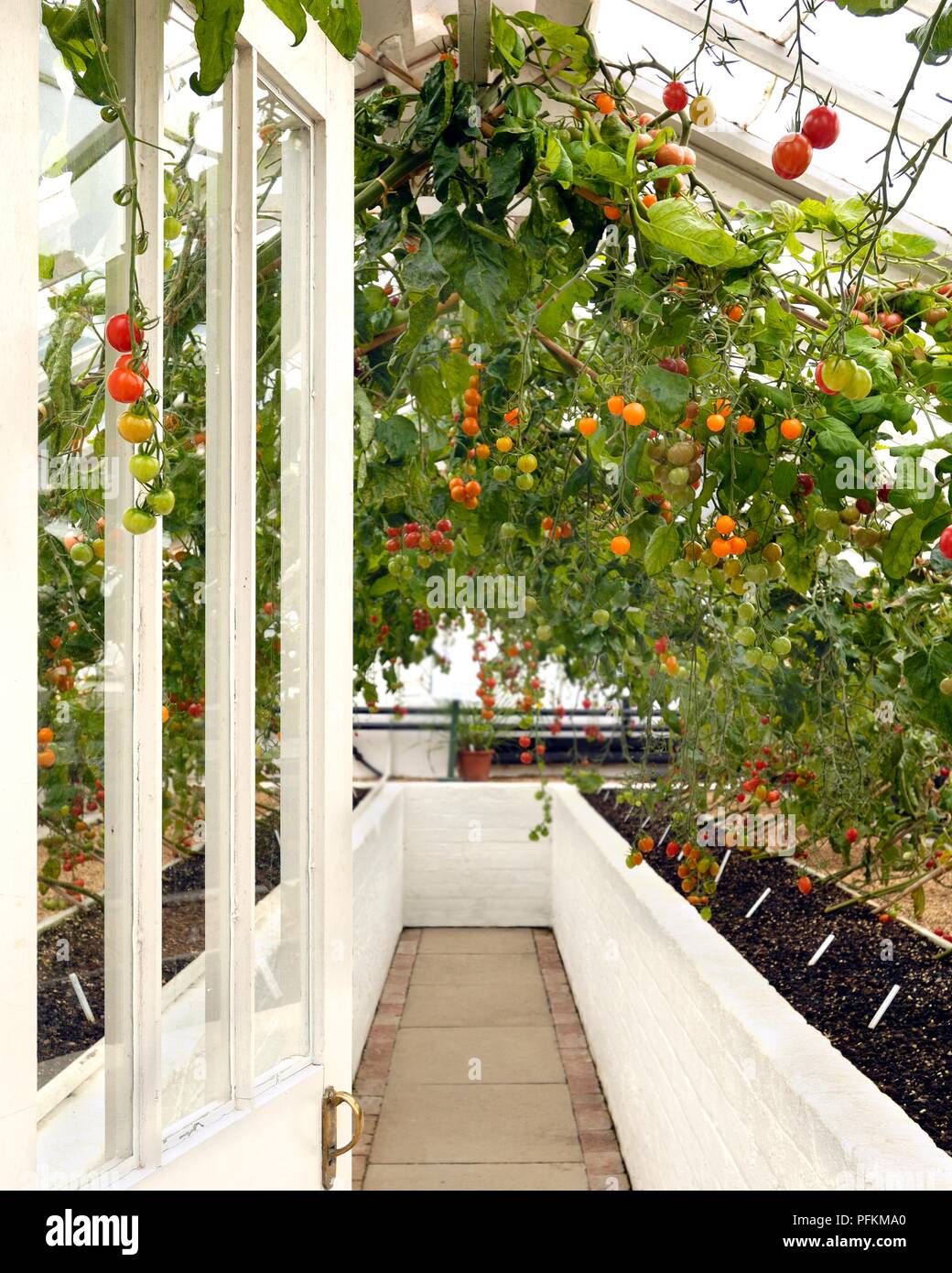 Tomato plants hanging from greenhouse roof Stock Photo - Alamy