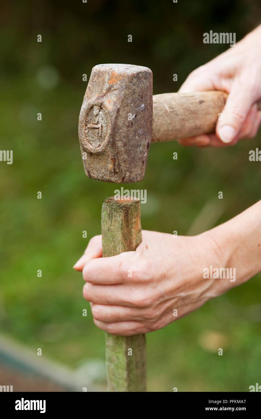 Using mallet to hammer wood support in ground Stock Photo - Alamy