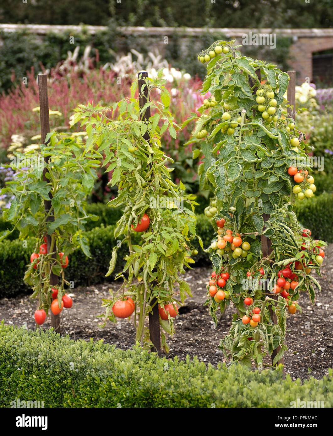 Cordon tomato plants supported by stakes Stock Photo - Alamy