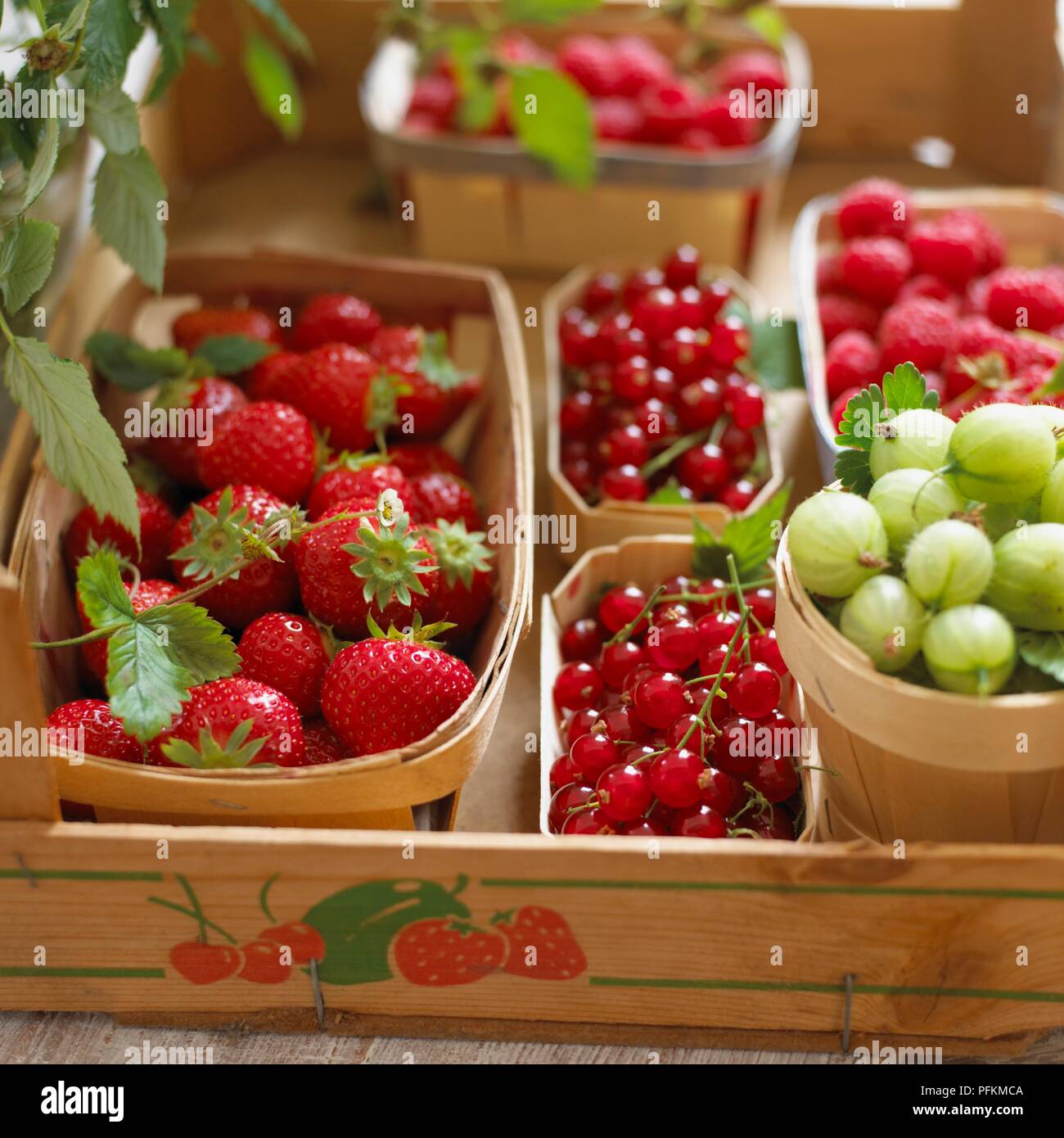 Punnet square hi-res stock photography and images - Alamy