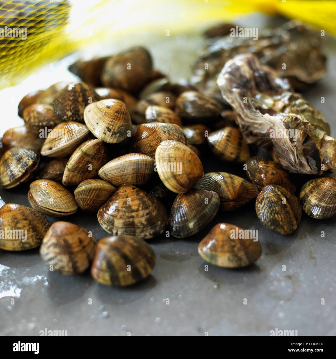 Raw clams and oysters Stock Photo - Alamy