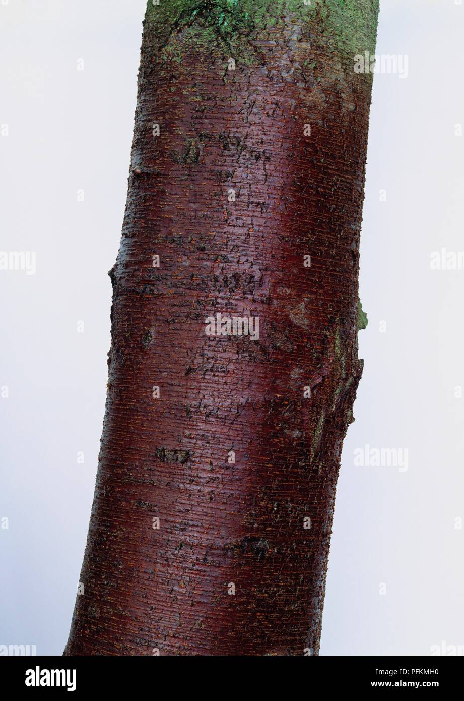 Cherry birch hi-res stock photography and images - Alamy