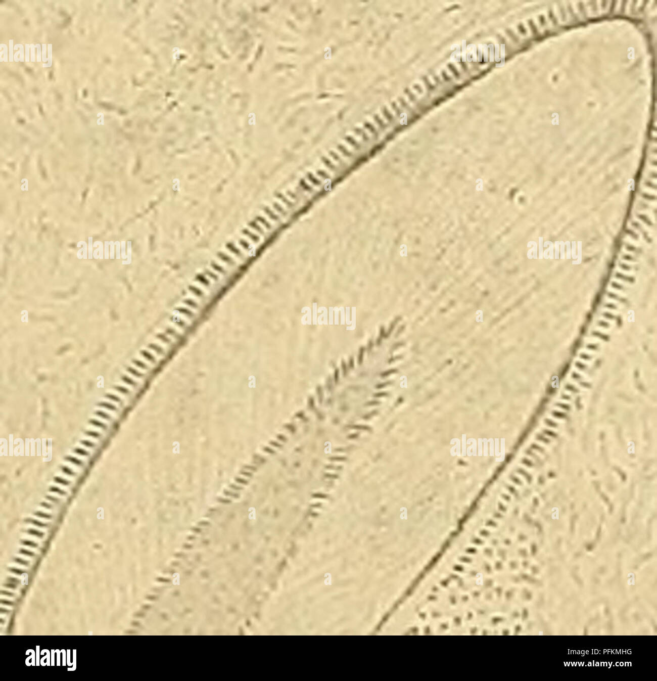 This scientific paper discusses the dental development and structure of ...