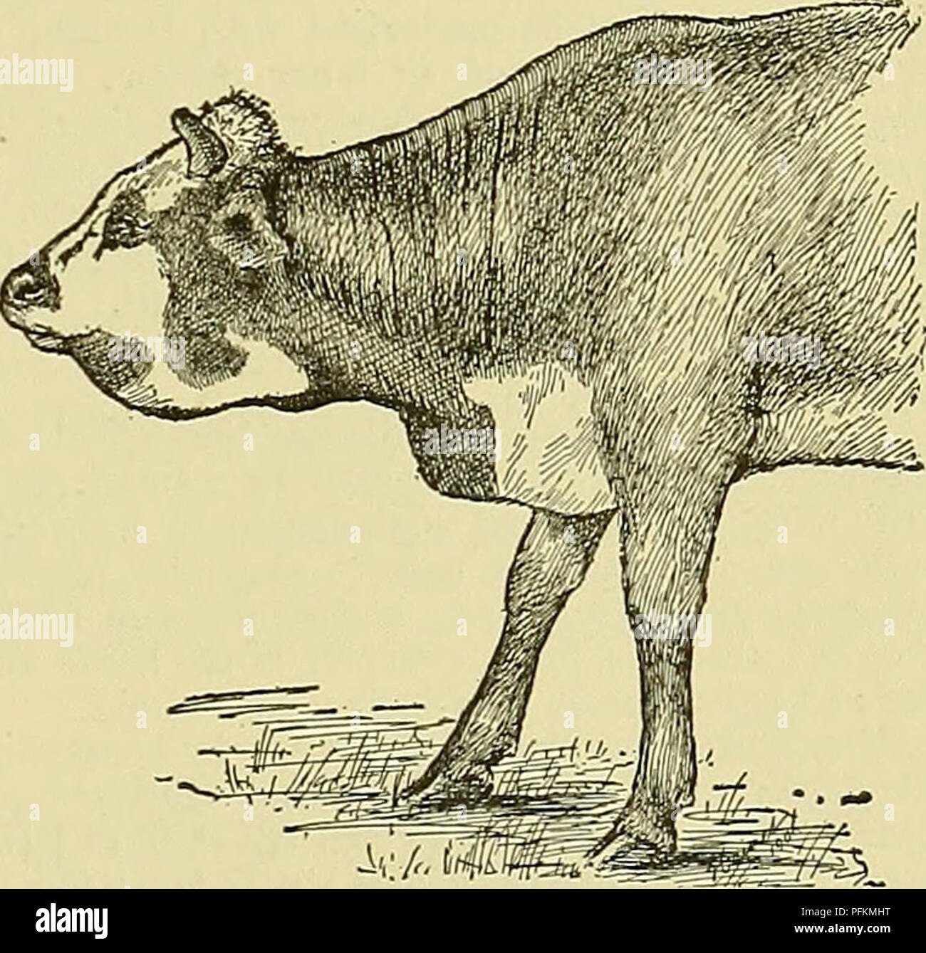 . Cyclopedia of farm animals. Domestic animals; Animal products. CATTLE ...
