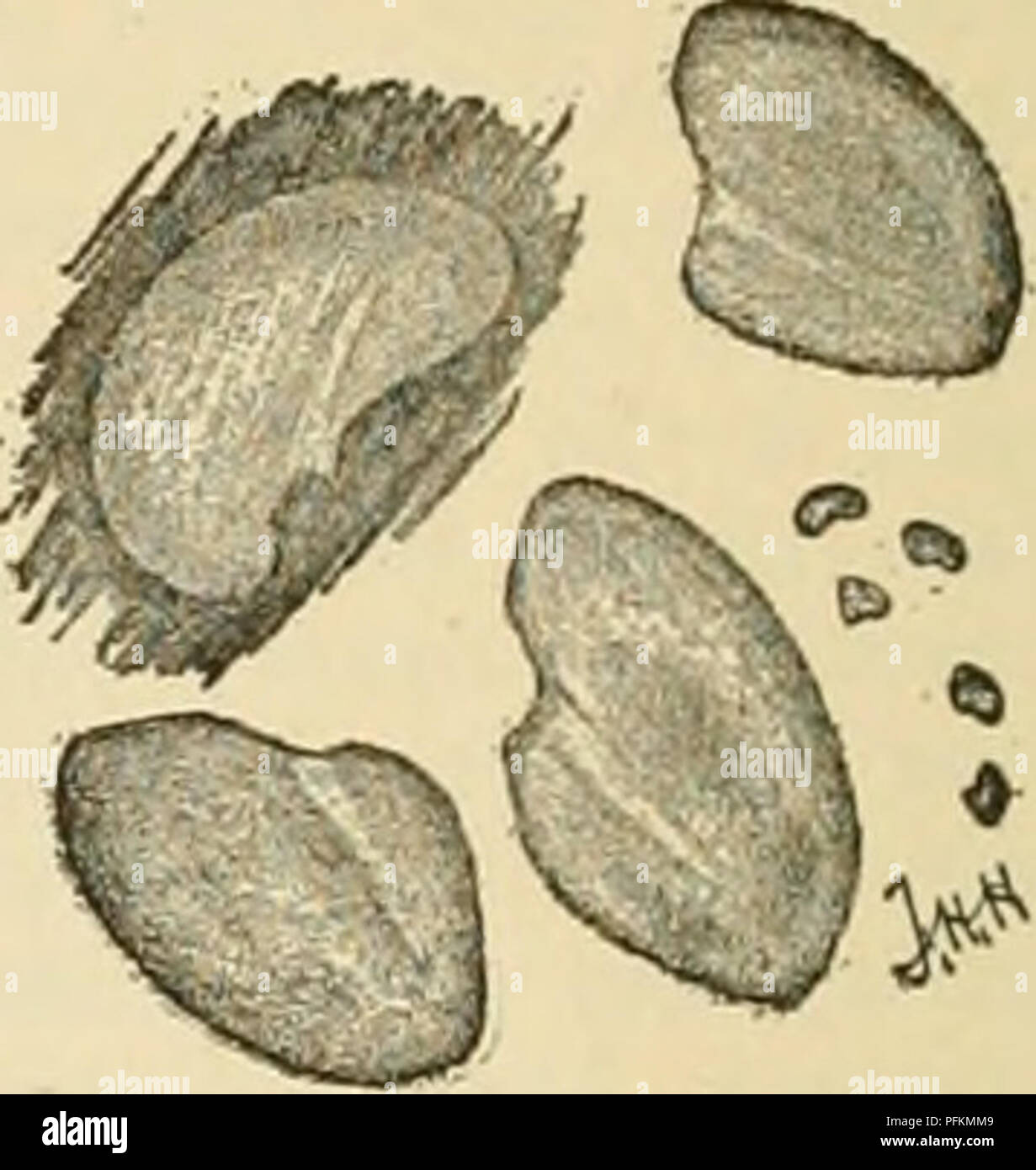 Angular seed pod hi-res stock photography and images - Alamy