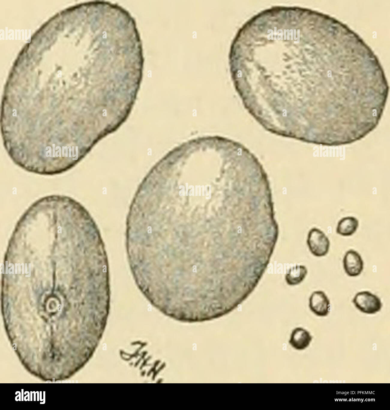 The Cyclopedia of Farm Crops provides detailed descriptions of various ...