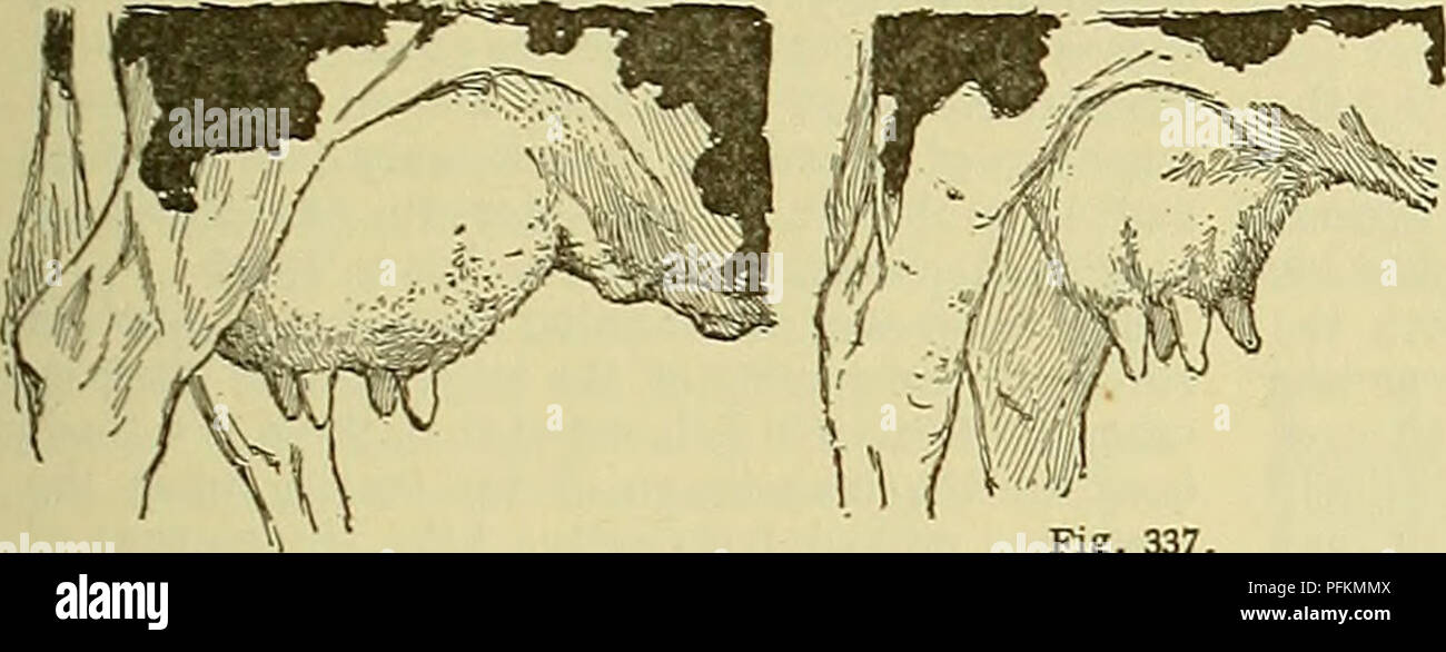 This image depicts cattle anatomy, focusing on connective tissue and ...