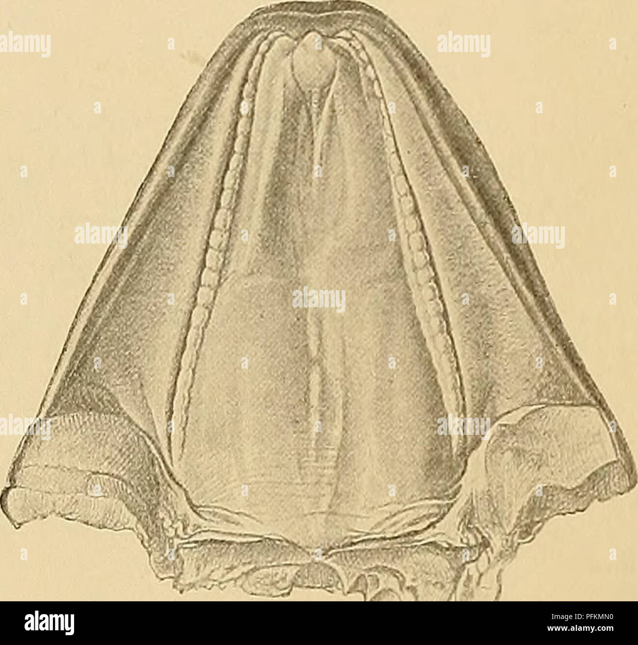 This scientific paper discusses dental anatomy and the development of ...