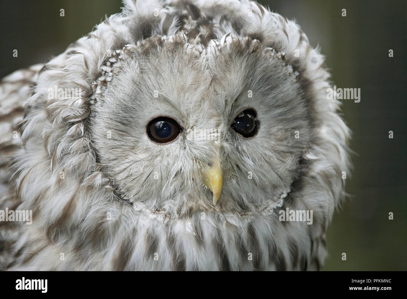 Ural Owl (Strix uralensis) head, close-up Stock Photo - Alamy