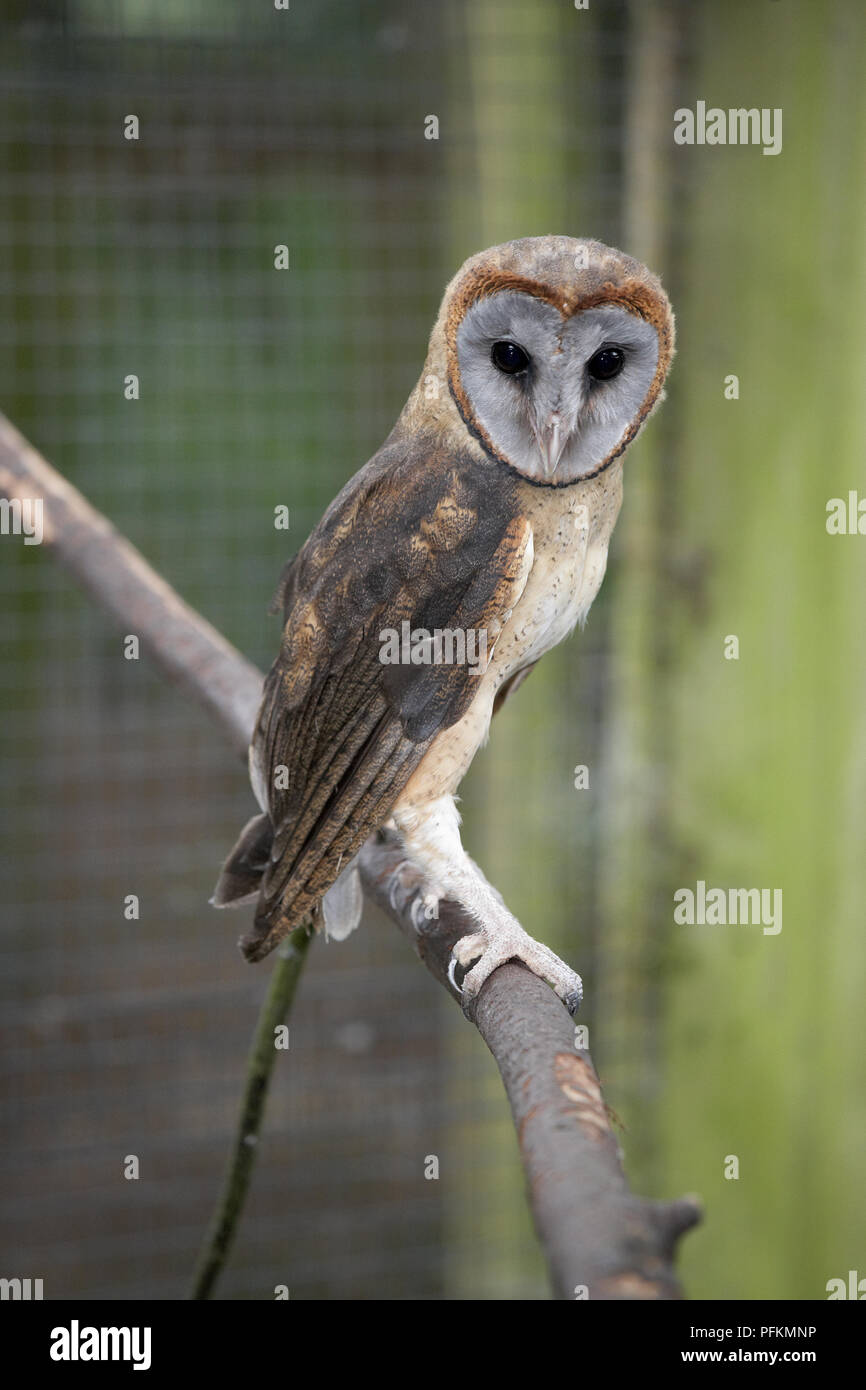 Ashy faced owl hi-res stock photography and images - Alamy