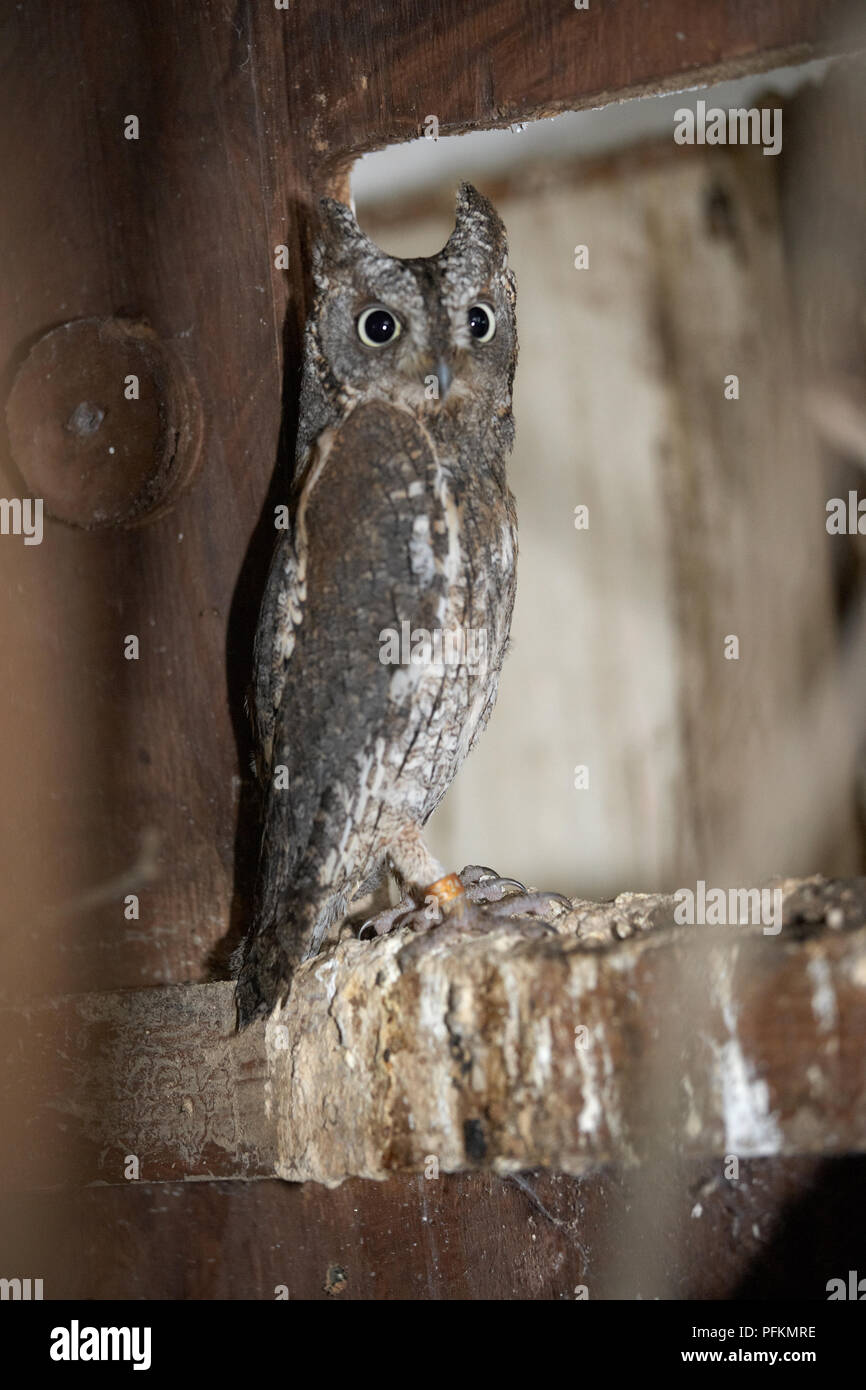 Common Scops Owl (Otus scops) perching on window ledge Stock Photo - Alamy