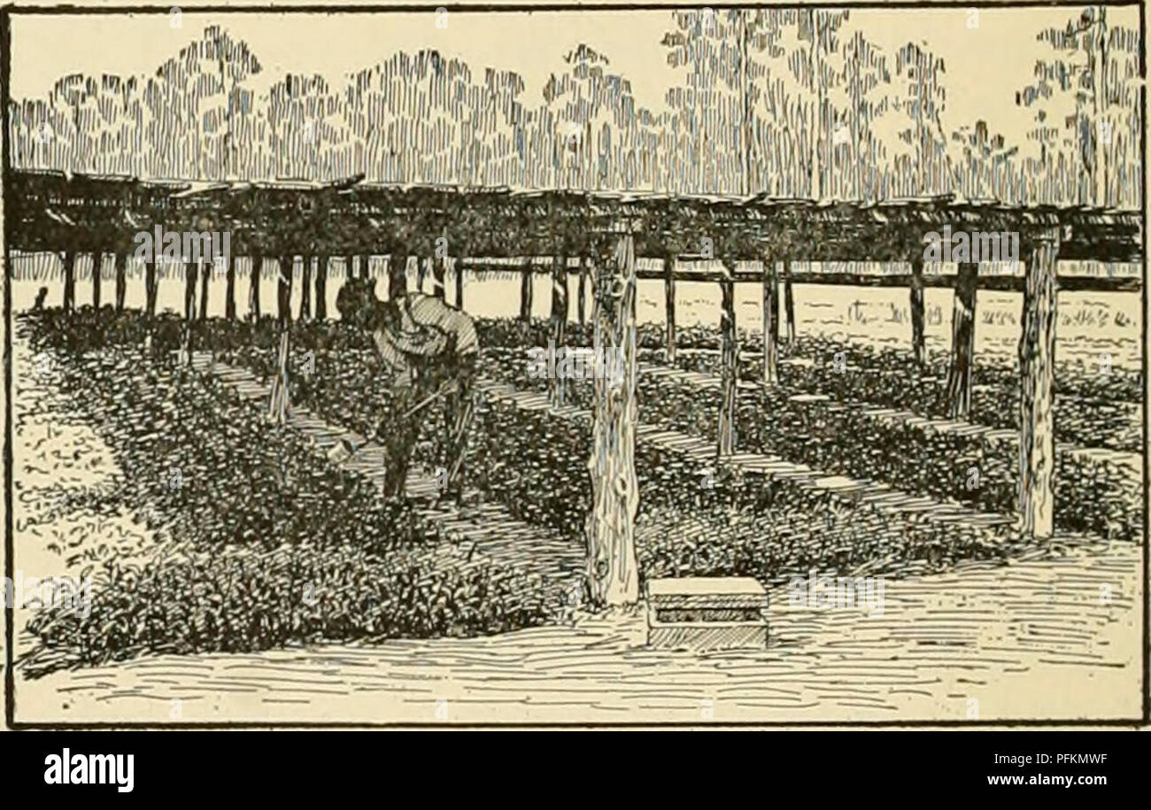 This agricultural reference discusses the role of shading in plant ...