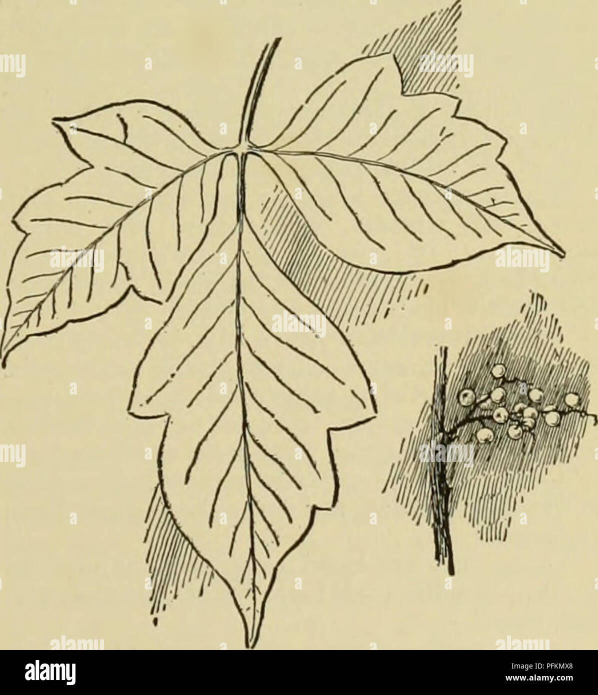 . Cyclopedia of farm crops. Farm produce; Agriculture. Fig. 168. Poison ...